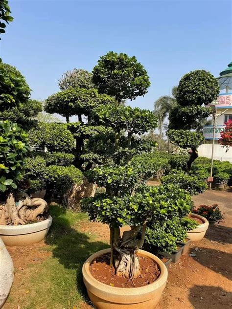 Round Ficus Topiary Plant For Garden At Best Price In Hyderabad Id
