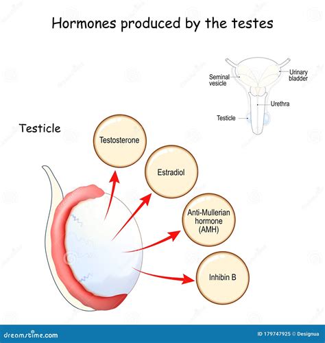 Testicle Cartoons Illustrations And Vector Stock Images 656 Pictures