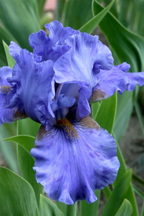 Buy Aqua Taj Blue Bearded Iris Free Shipping Wilson Bros Gardens