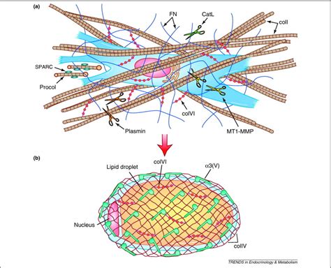 Ecm Roles In The Function Of Metabolic Tissues Trends In Endocrinology And Metabolism