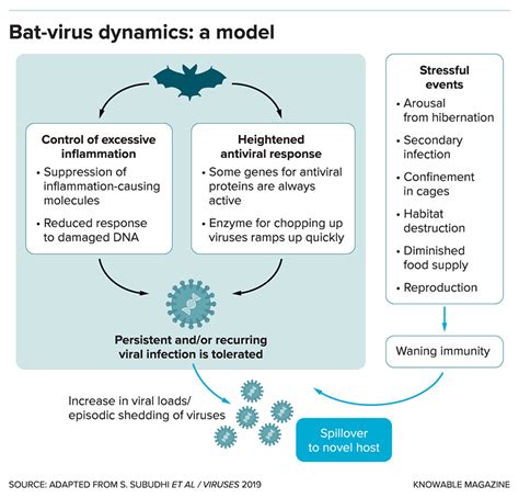 The bat virus détente