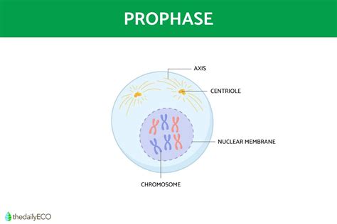 Phases Of The Cell Cycle Summary Of Cell Cycle Stages With Diagrams