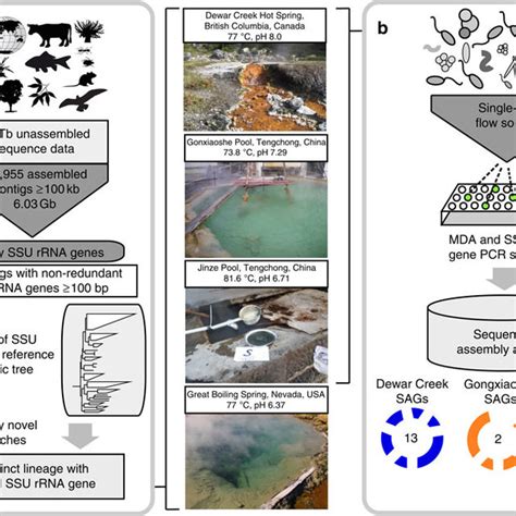 New Lineage Identified Using Metagenomic And Single Cell Genomic