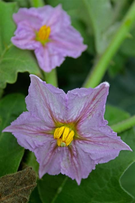 Eggplant Flower How To Plant Grow And Care For Eggplant