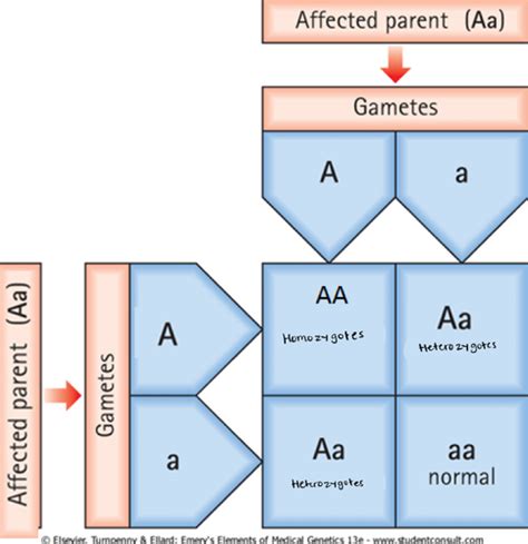 12 Mendelian Patterns Of Inheritance Flashcards Quizlet