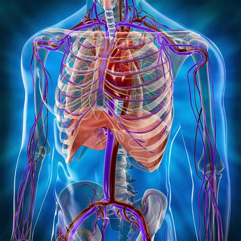 Cardiovascular System