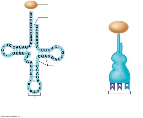 Messenger Rna Diagram