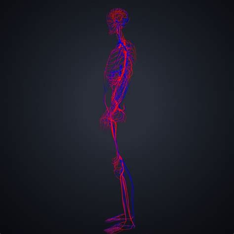 동맥과 정맥 3d 모델 199 Obj Ma Free3d