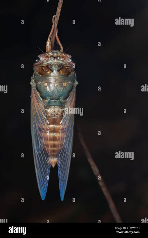 Nature Wildlife Macro Image Of Cicada On Deep Jungle Stock Photo Alamy