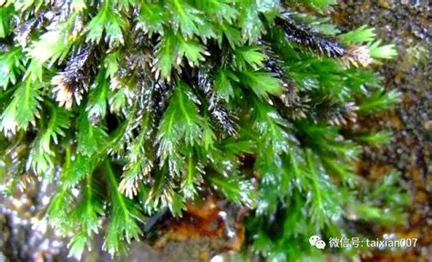 苔藓品种介绍第3期凤尾藓 搜狐娱乐 搜狐网