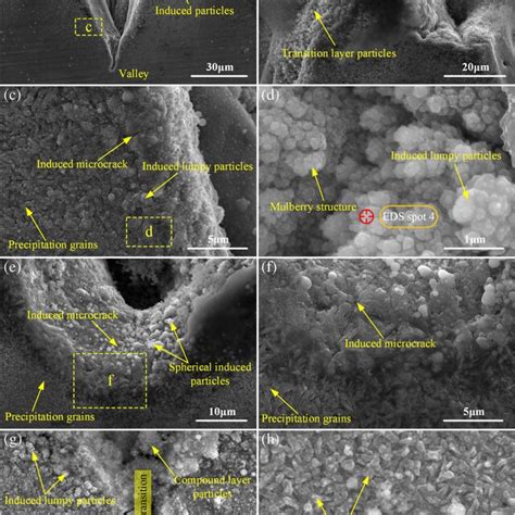 Sem Micromorphology Of The Transition Layer A Transition Layer Download Scientific Diagram