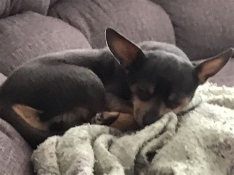 Cutie R Chihuahua