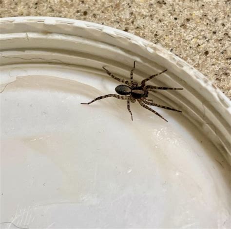 Easter Bro Rspiderbro