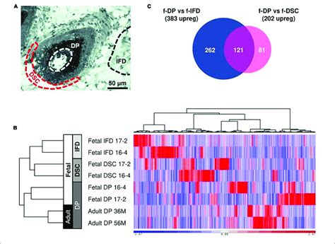 Low Input Rna Seq Analysis Of Human Scalp A Dp Dsc And Ifd Cells Download Scientific