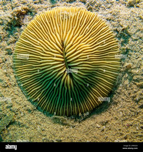 Underwater Landscape Beautiful Stony Coral Fungia At The Bottom Of A