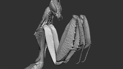 Realistic Rigged Mantis 3d Turbosquid 1354971