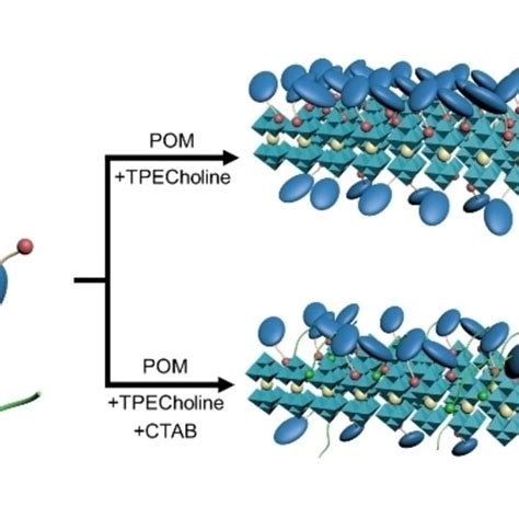 Schematic Diagram Of The Assembly Process Download Scientific Diagram