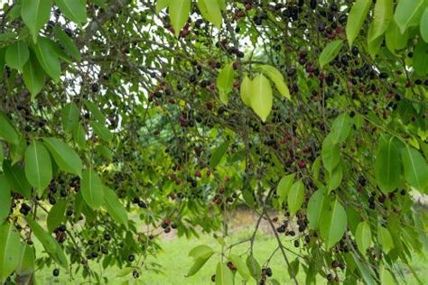 Jamun Tree Facts Benefits How To Grow And Care In 2023