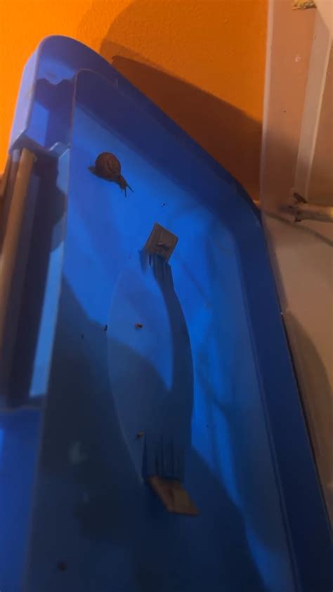 Bro Has A Whole House And Sleeps On Lid R Onesnailbraincell