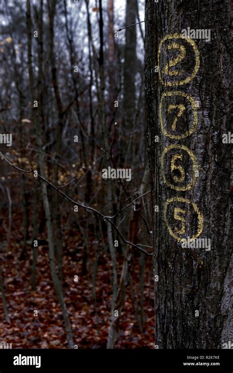 Tree Trunk Marking Numbers Stock Photo Alamy