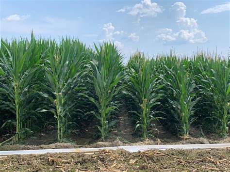 Corn Product Interactions With Planting Date And Seeding Depth Crop