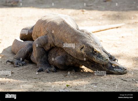 Komodo Dragon Komodo National Park Hi Res Stock Photography And Images Alamy