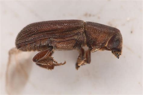 Hylastes From Lidgren Funnel Hylastes BugGuide Net