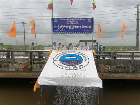 ဒဂုံမြို့သစ်အရှေ့ပိုင်းမြို့နယ် မအူချောင်းအတွင်းသို့ ငါးမျိုးစိုက်ထည့