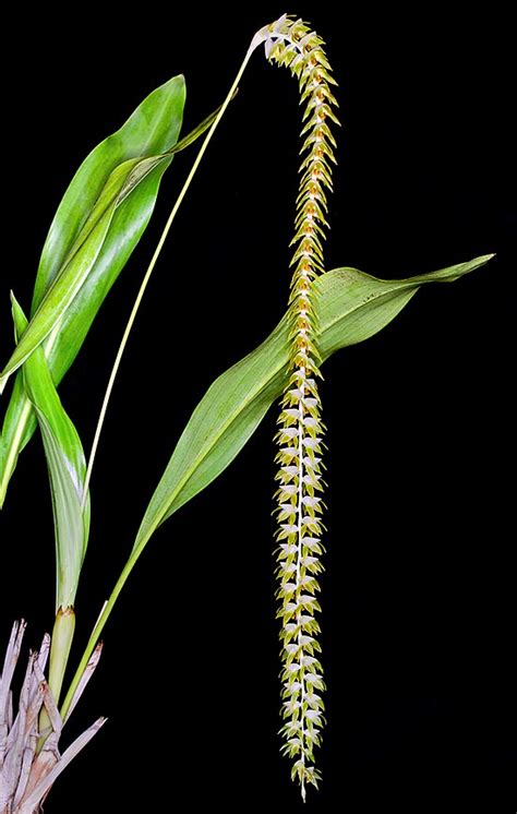 Dendrochilum Latifolium Var Macranthum Monaco Nature Encyclopedia
