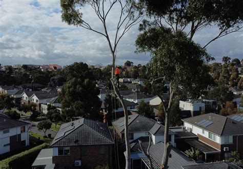 Visual Tree Assessment Melbourne Milones Tree Solutions