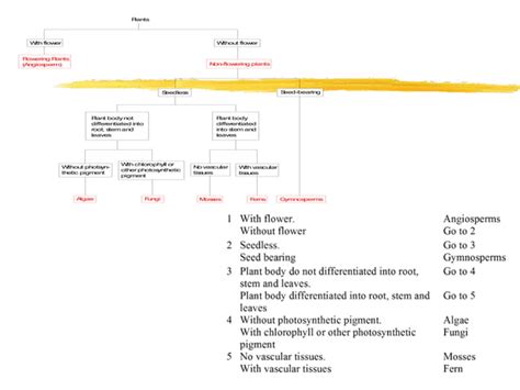 Dichotomous Key Presentation Suitable For Igcse Biology Level Ppt Gardening Home And Garden