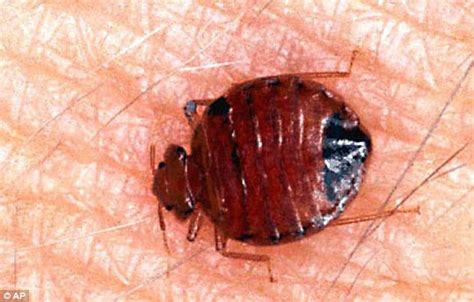 How Scientists Feed Hundreds Of Thousands Bed Bugs Who Only Eat One Thing Blood Daily Mail