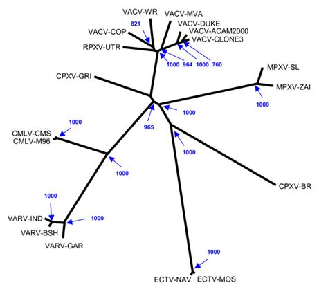 Phylogenetic Tree Of The Orthopoxviruses The Tree Was Generated Using Download Scientific