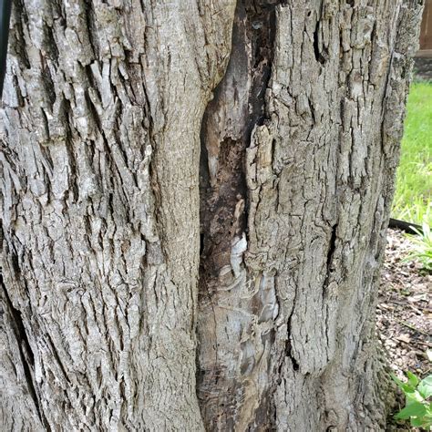 What Is Up With Our Tree Bark R Sfwtrees