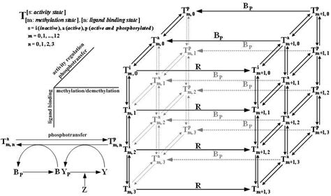 Signal Transduction Network The Basic Unit Of The Network Is The Download Scientific Diagram