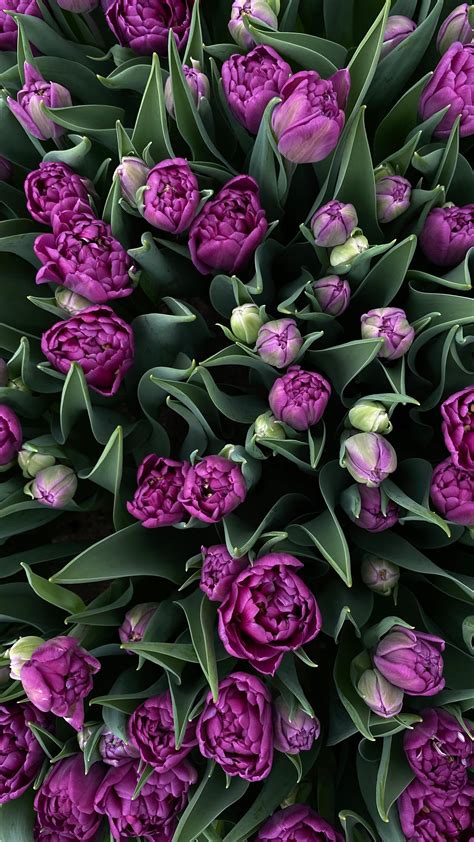 ТЮЛЬПАНЫ АЛМАТЫ Счастье заниматься любимым делом ️ А ваша работа приносит вам удовольствие