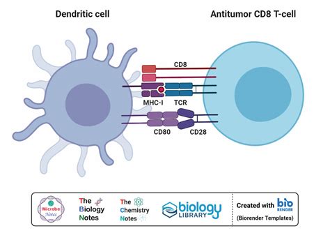 Dendritic Cells Structure