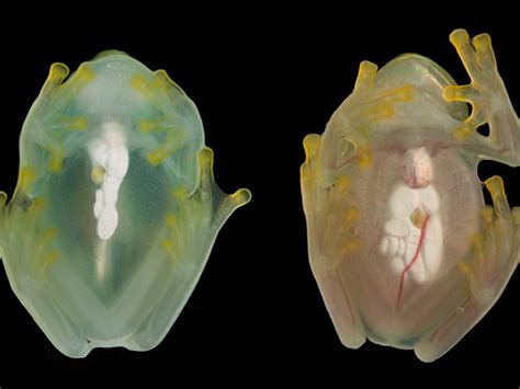 The Astonishing Vanishing Act Of The Glassfrog Revealed Ncpr News