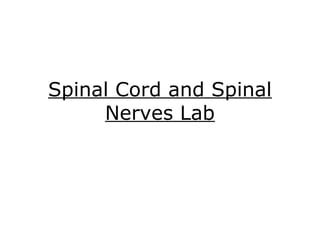 Spinal Cord And Spinal Nerves Lab PPT