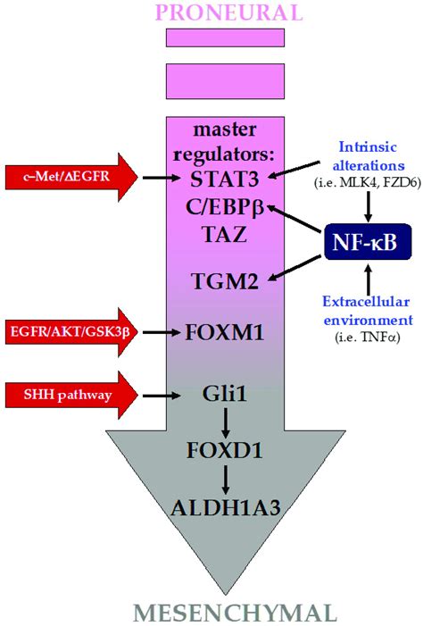 Signaling Pathways In The Proneural Mesenchymal Transition Pmt Pmt Download Scientific