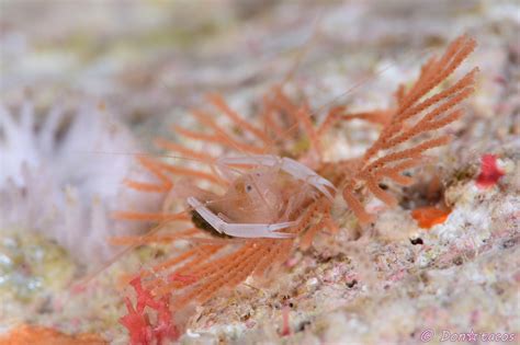 スベスベサンゴヒメエビ学名Microprosthema lubricum Dontacos 幼魚戦記