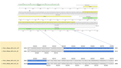 Sequencing Of Rnase A Treated Pfizer Bivalent Vaccines Reveals Paired End Sequencing Evidence Of