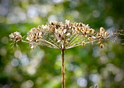 Risley Moss Warrington [18 08 2019]
