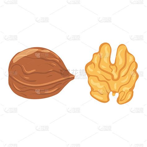 核桃，天然健康有机营养产品，果仁。矢量涂鸦卡通平面时尚插图手绘孤立