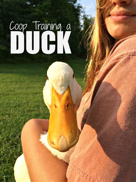 Coop Training A Duck Farm Fresh For Life Real Food For Health And Wellness