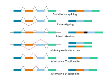 alternative splicing rna seq