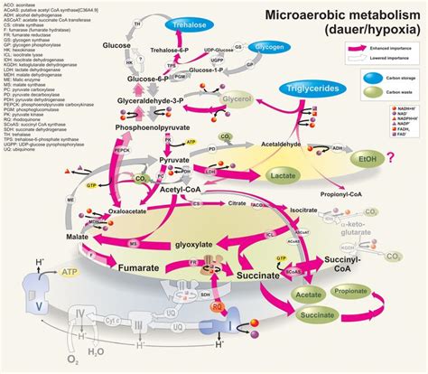 Best Images About Metabolic Pathways On Pinterest Acetyl Coa Protein And Charts
