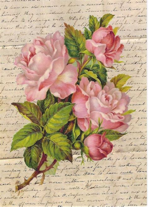 Pohlednice Růže Produkty Pepe