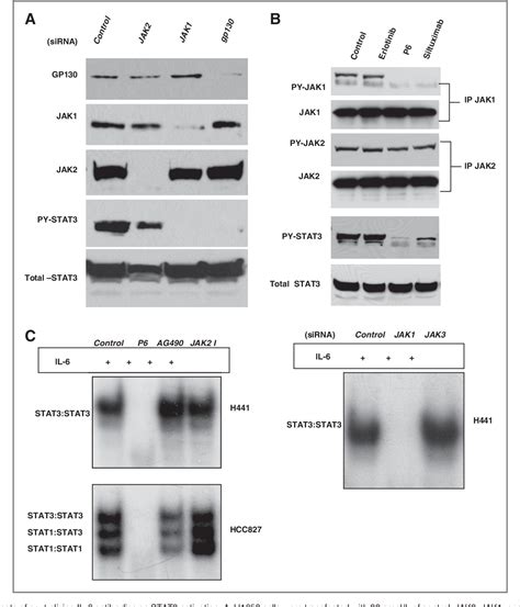 Figure 4 From Jak1 Activates Stat3 Activity In Non Small Cell Lung Cancer Cells And Il 6