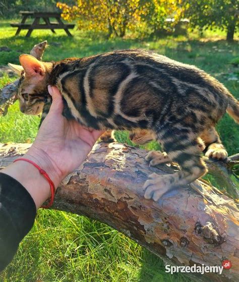 Principessa Bengals Kot Bengalski Kocięta Bengalskie Łódź Sprzedajemy Pl